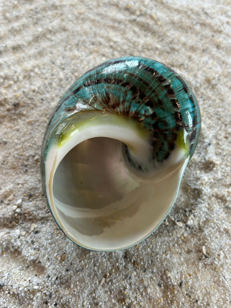 Turbo Burgos, Turbo Burgos Green, Shell, Sea Shell, Green Turban, Large ...
