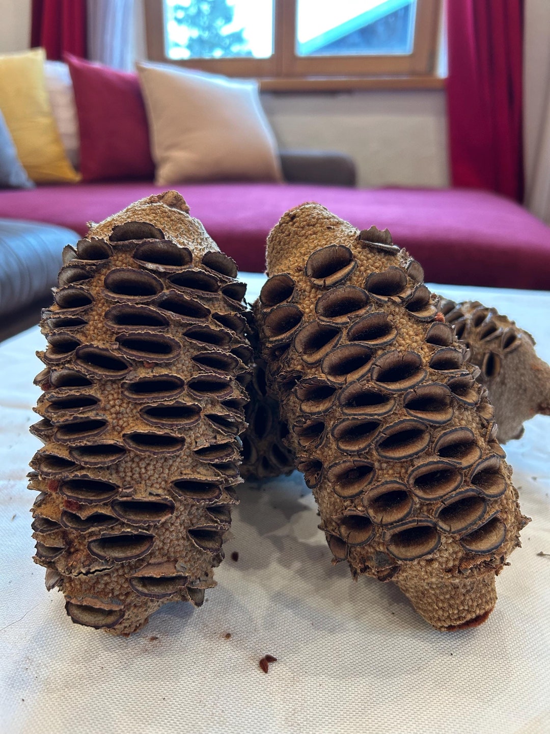 Banksia Grandis, Banksia Cone, Banksia Cone, Cone, Exotic Cone, Natural ...