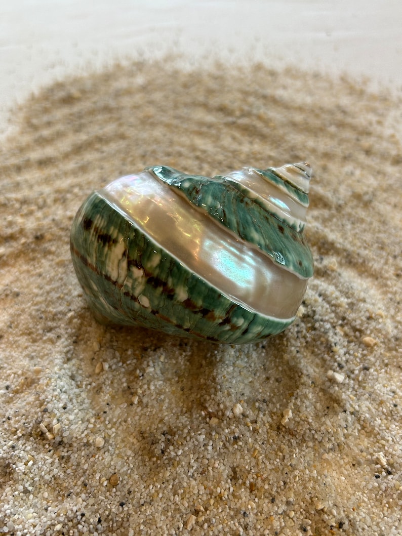 Turbo Burgos, Shell, Sea Shell, Large Shell, Turbo Marmoratus, Green ...