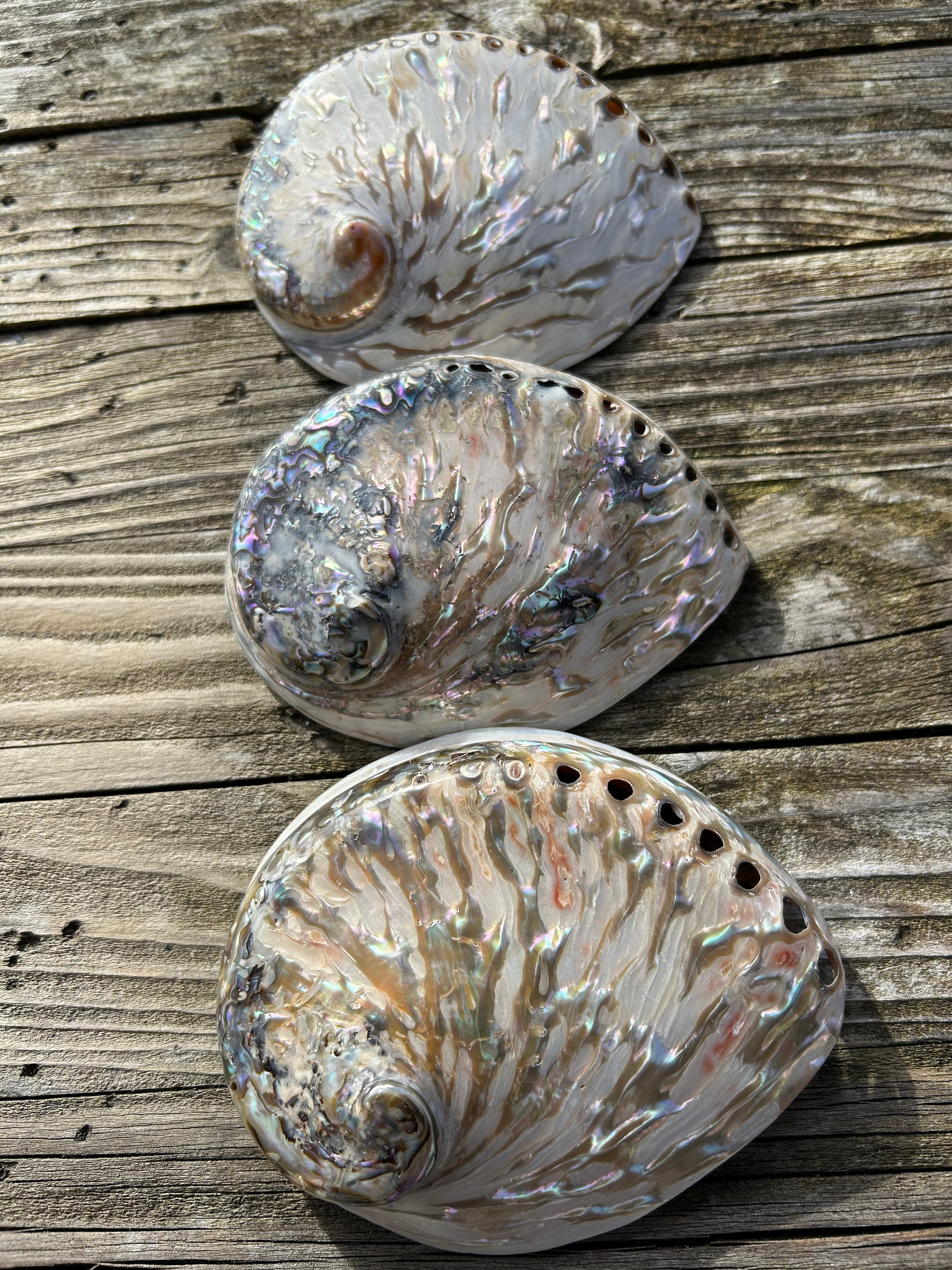 Abalone Polished, Polished Abalone, Abalone, Abalone Shell, Paua Shell ...