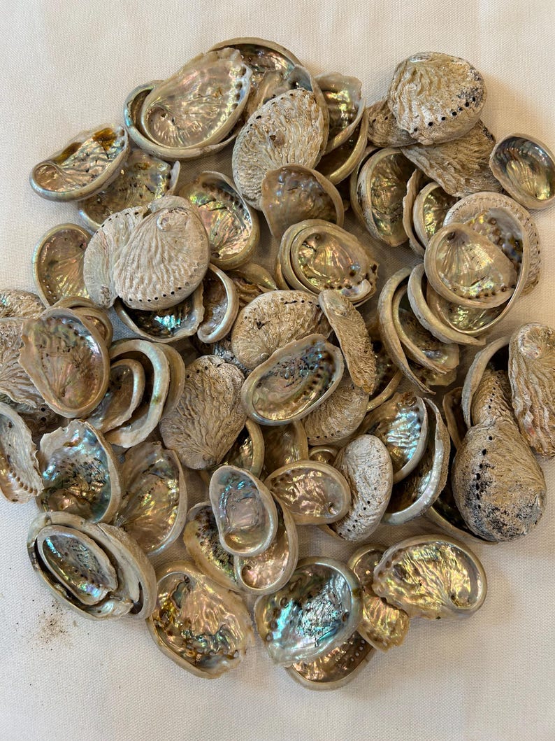 Baby Abalones, Mini Abalone, Abalone XS, Small Abalones, Abalone ...
