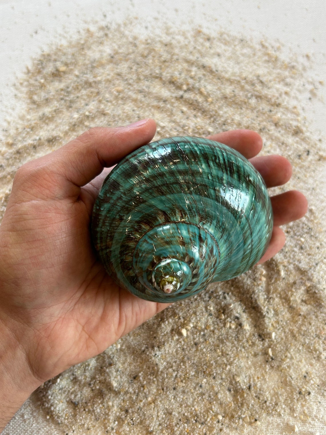 Turbo Burgos, Turbo Burgos Green, Shell, Sea Shell, Green Turban, Large ...