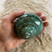 Turbo Burgos, Turbo Burgos Green, Shell, Sea Shell, Green Turban, Large ...