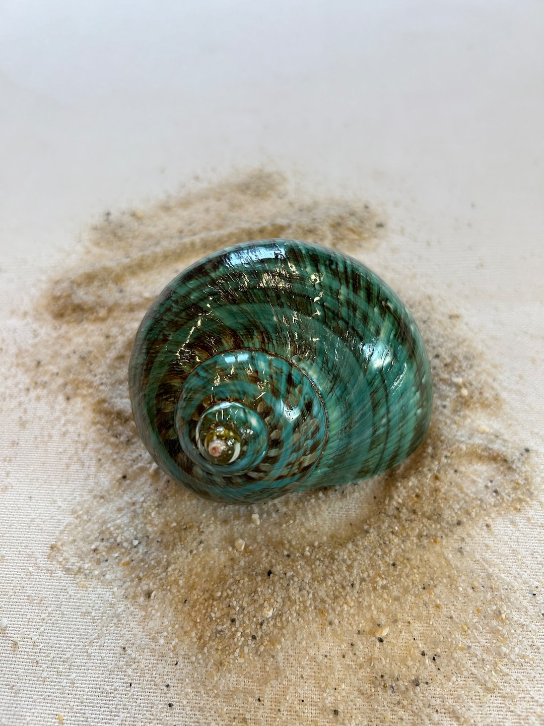 Turbo Burgos, Turbo Burgos Green, Shell, Sea Shell, Green Turban, Turbo ...