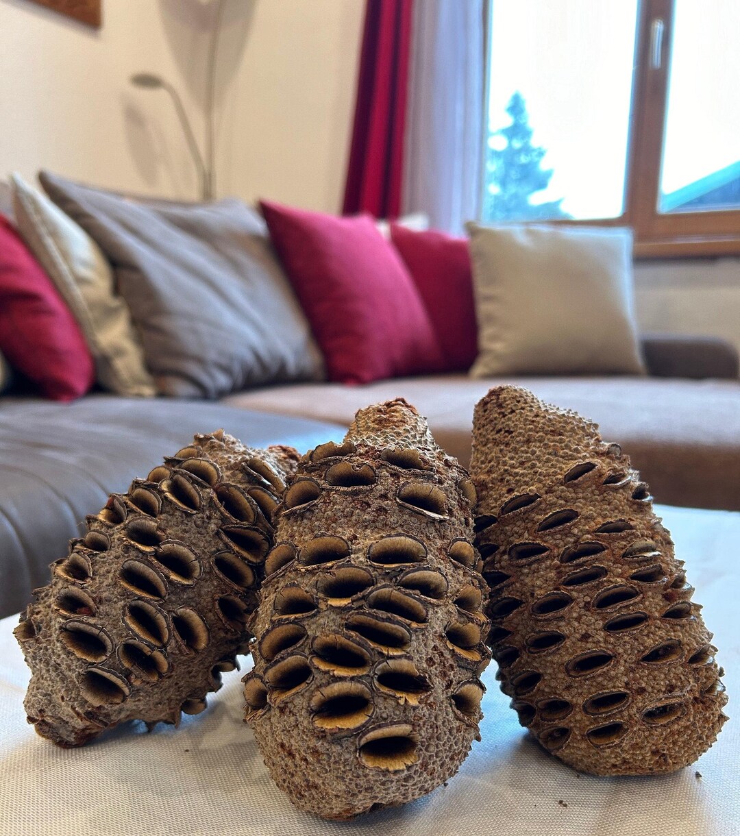 Banksia Grandis, Banksia Cone, Banksia Cone, Cone, Exotic Cone, Natural ...