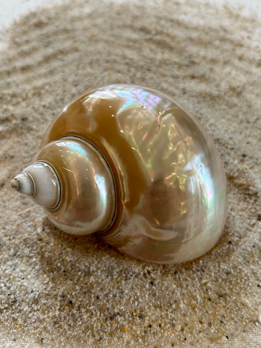 Turbo Burgos, Turbo Burgos White, Sea Shell, Shell, Large Shell, Turbo ...