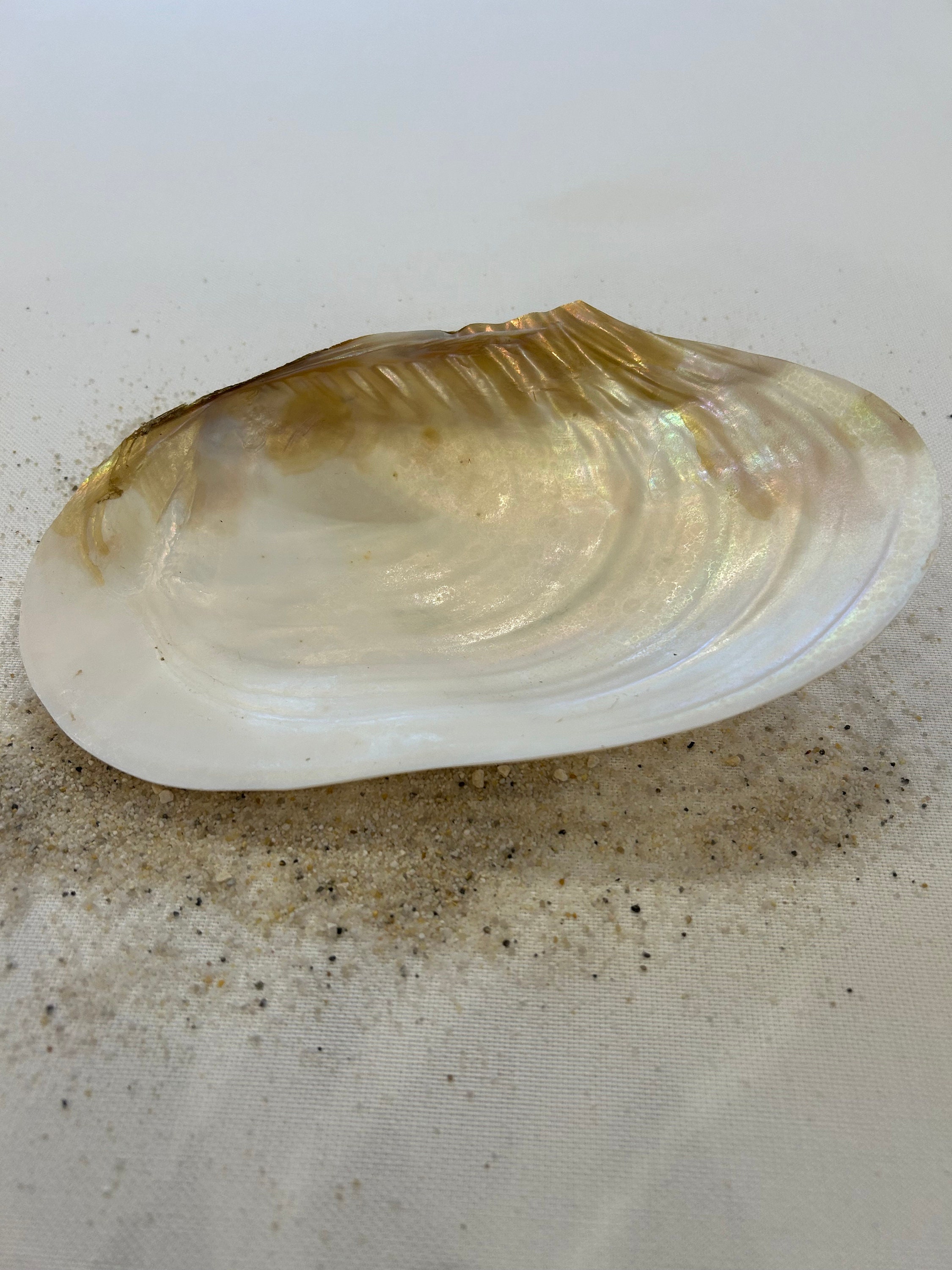 Freshwater Mussel, Mother-of-pearl Mussel, Conch, White Mussel, Giant ...