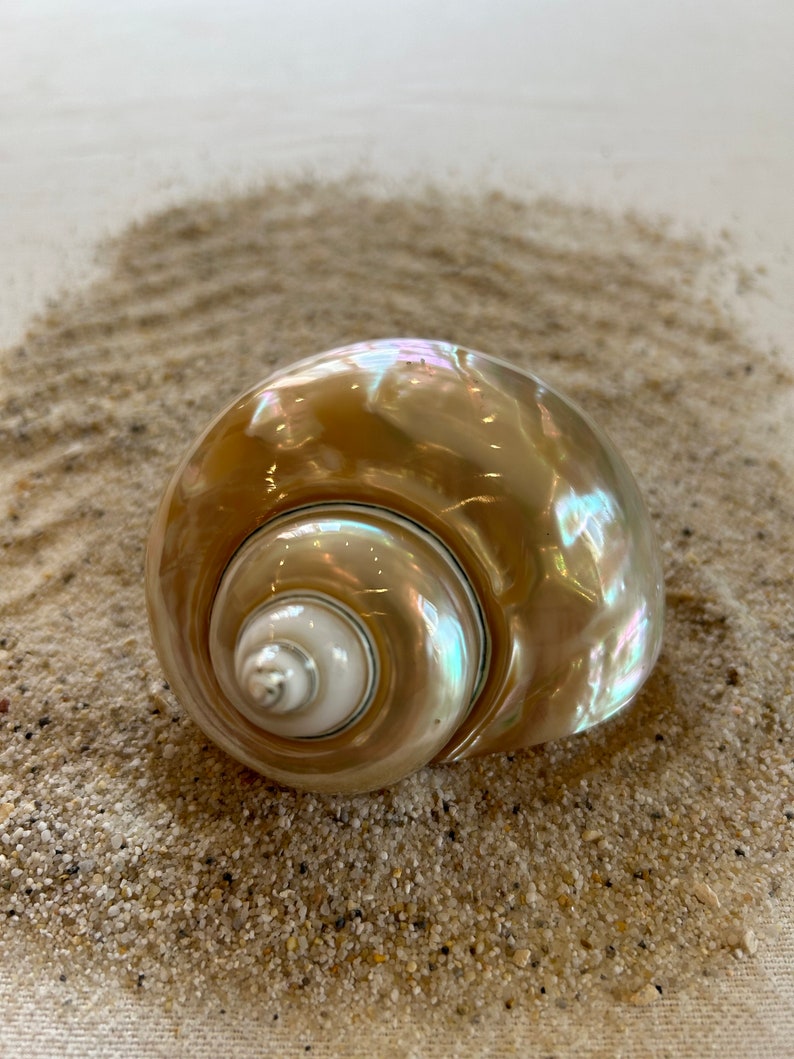 Turbo Burgos, Turbo Burgos White, Sea Shell, Shell, Large Shell, Turbo ...