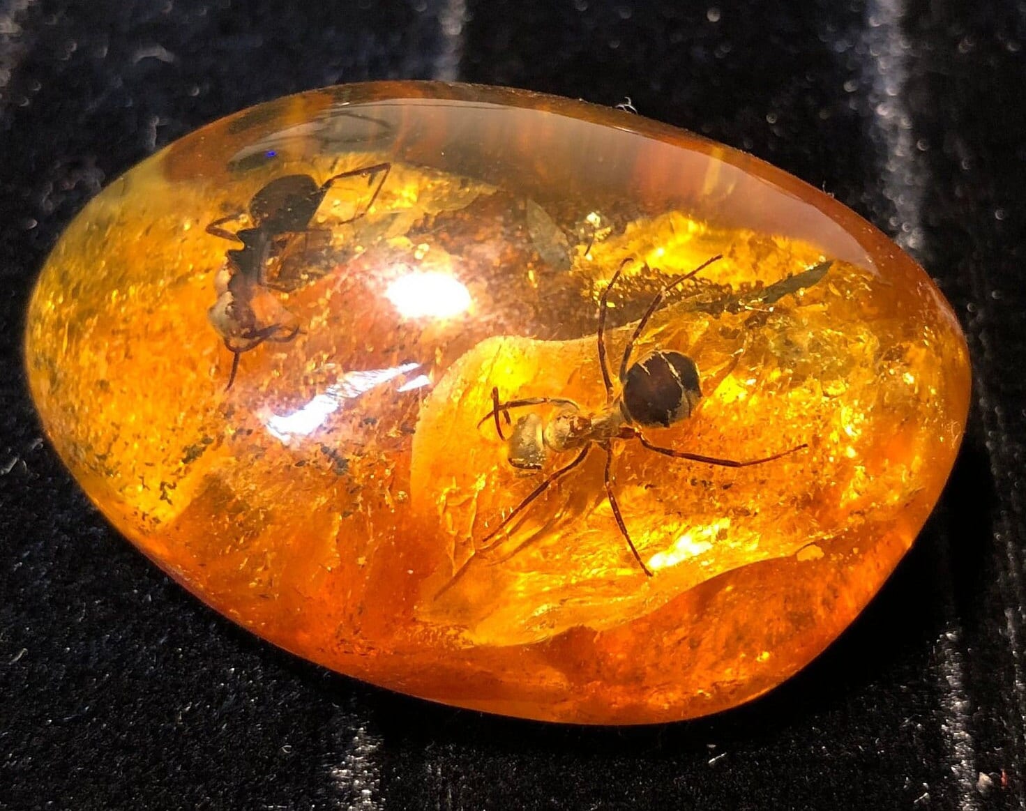Amber With Rare Spider and 2 Ant Insects Trapped for Million Years ...