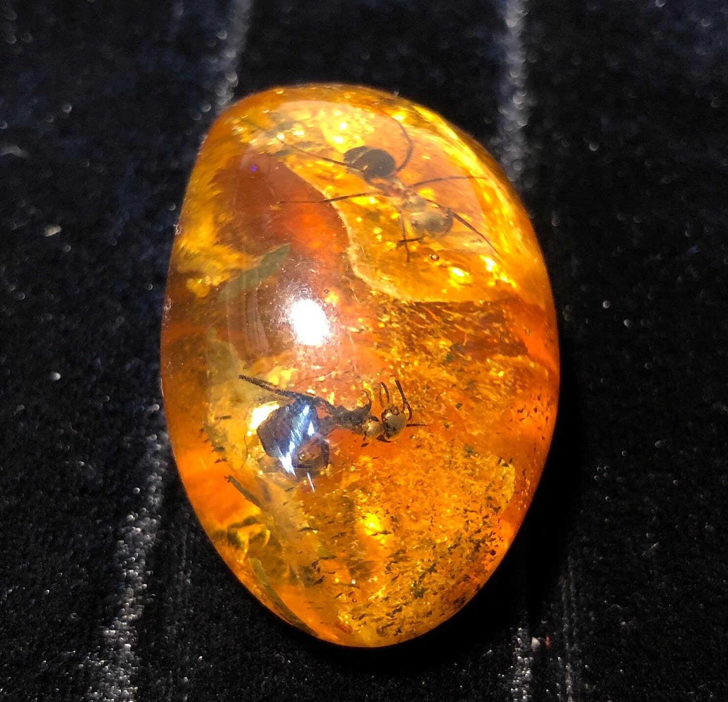 Amber With Rare Spider and 2 Ant Insects Trapped for Million Years ...