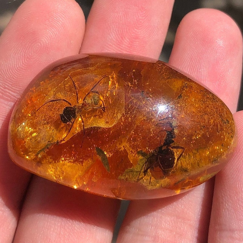 Amber With Insect - Etsy