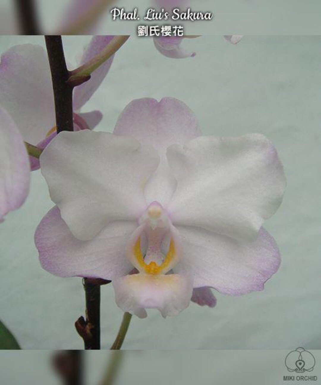 Phal. Liu's Sakura micro Mini - Etsy