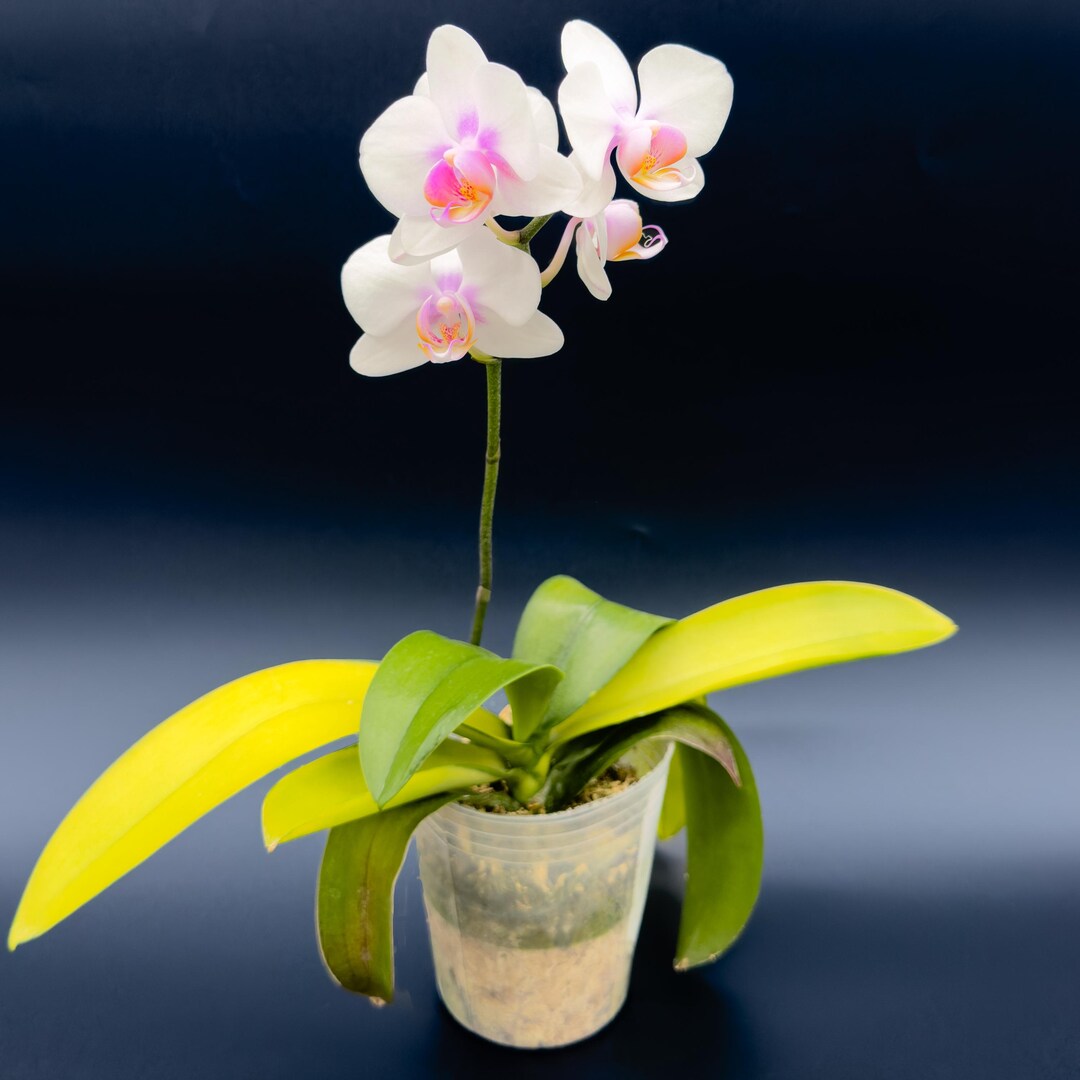 Phal. Miki Smile '1332' (variegata) - Etsy