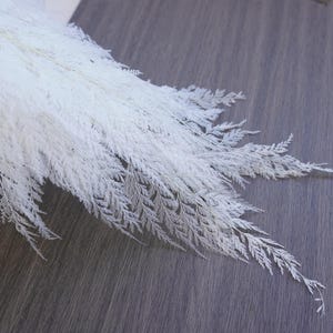 Preserved Fern，wedding Ferns，bleach Fern，white+coffee Color Fern Leaf ...