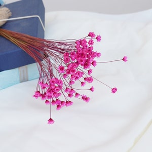 Mini Star Flowers, a Bouquet of Dried Flowers, Bohemian Wedding Home ...
