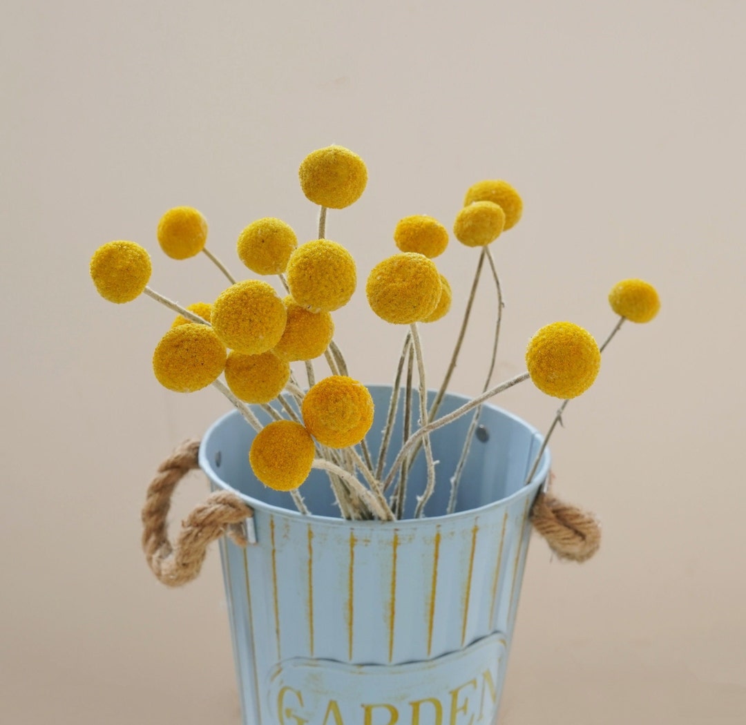 Natural Dried Flower Billy Ball. Billy Buttons Yellow Dried Flowers ...