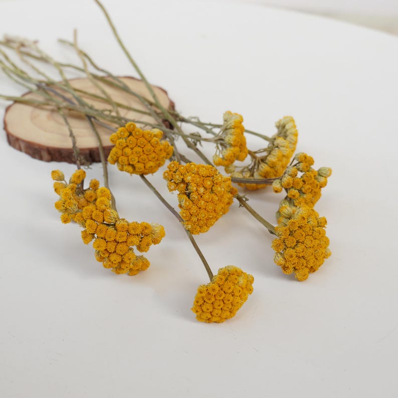 Natural Dried Flowers, Sanfordii Dried Flowers， Yellow Flowers, Dried ...