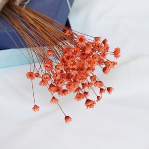Mini Star Flowers, a Bouquet of Dried Flowers, Bohemian Wedding Home ...