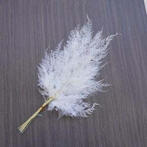 Preserved Fern，wedding Ferns，bleach Fern，white+coffee Color Fern Leaf ...