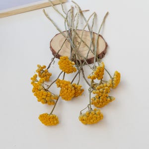 Natural Dried Flowers, Sanfordii Dried Flowers， Yellow Flowers, Dried ...