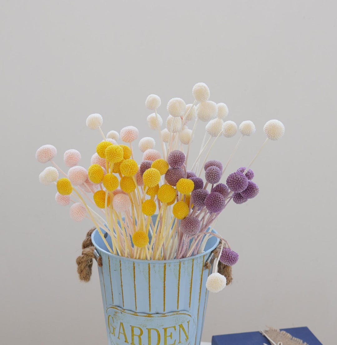 Dried Billy Balls,craspedia, Preserved Billy Balls,billy Buttons ...