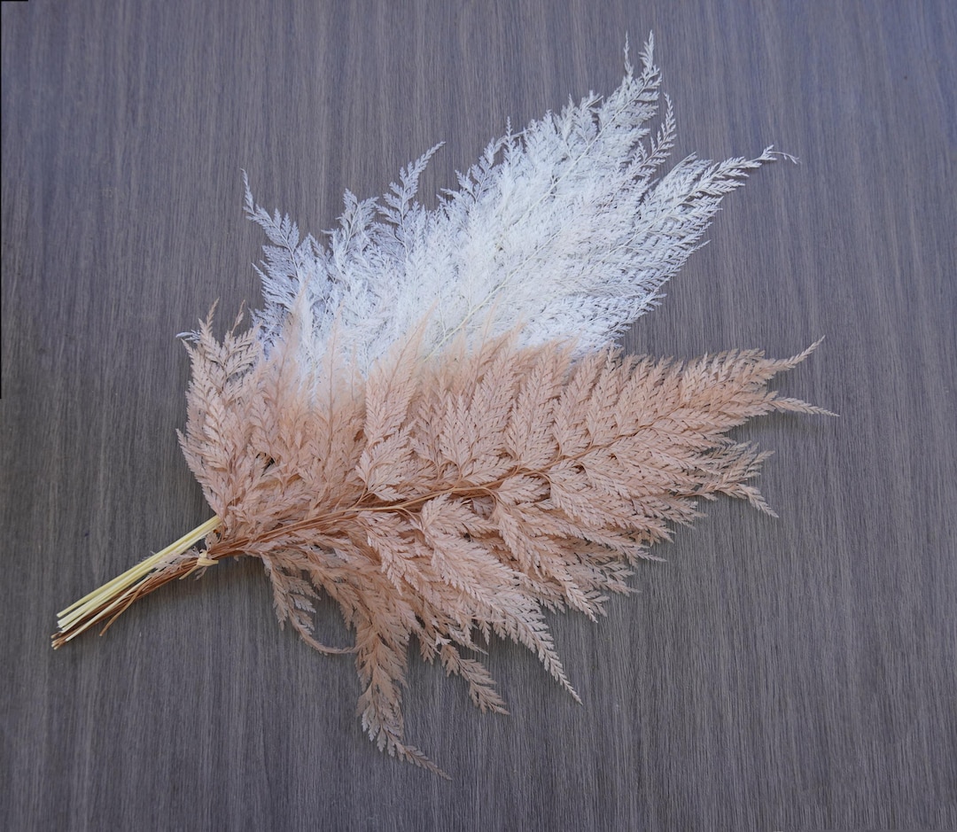 Preserved Fern，wedding Ferns，bleach Fern，white+coffee Color Fern Leaf ...