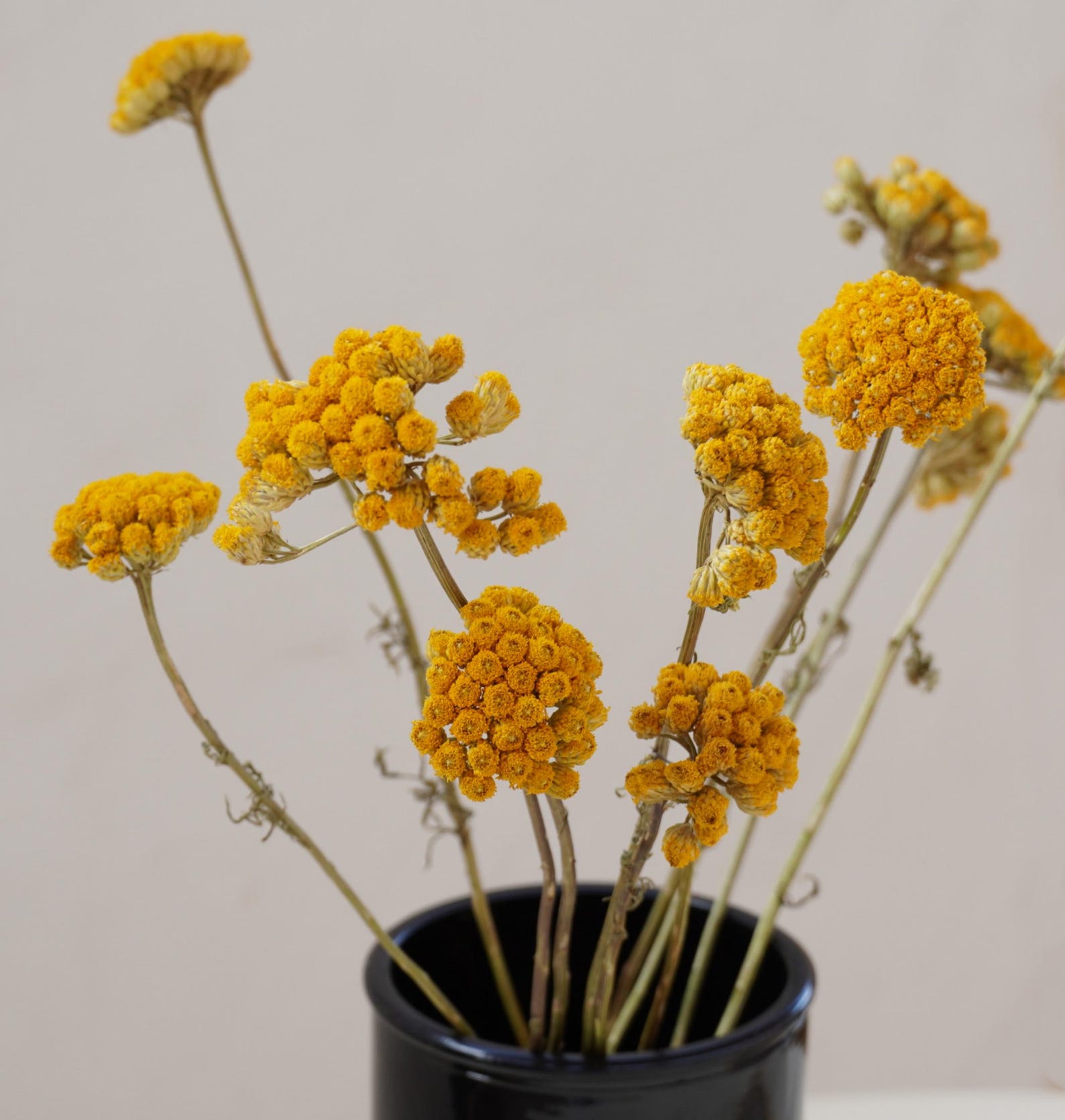 Natural Dried Flowers, Sanfordii Dried Flowers， Yellow Flowers, Dried ...