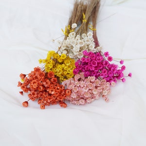 Mini Star Flowers, a Bouquet of Dried Flowers, Bohemian Wedding Home ...