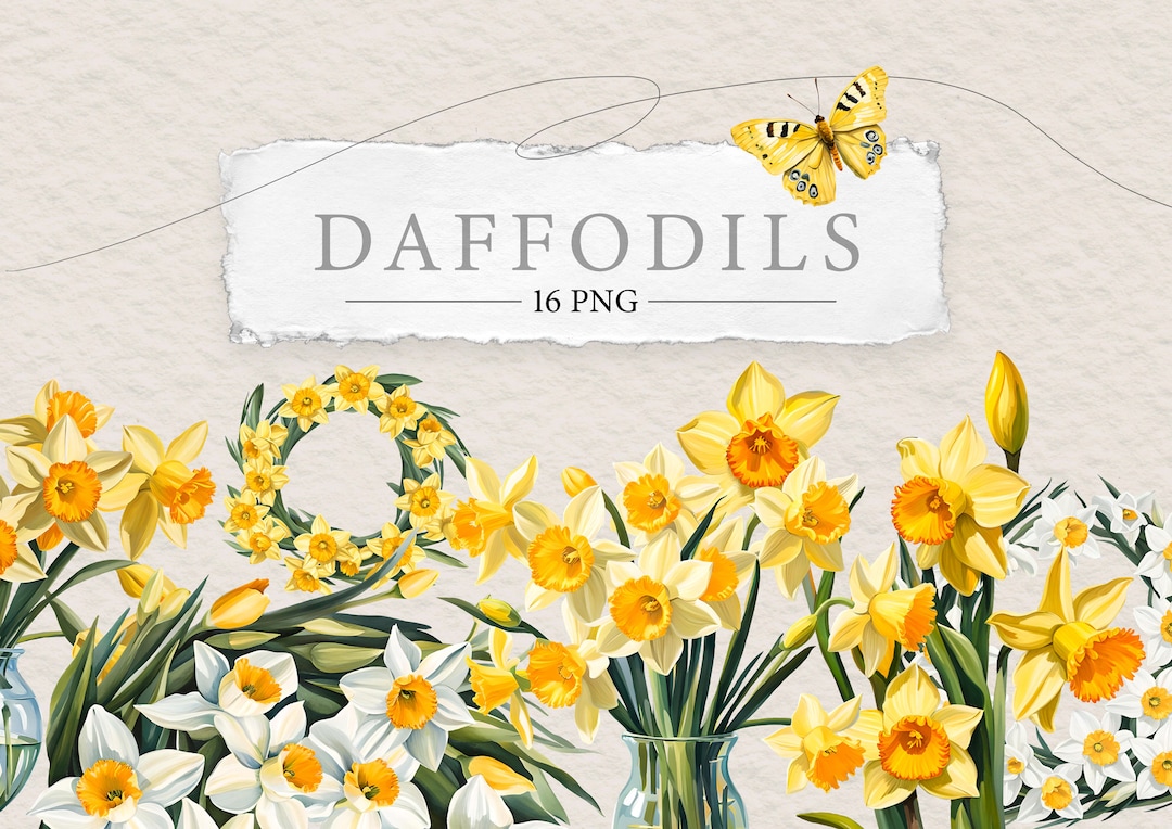 Daffodils Clipart | Botanical Illustration Design | 16 Watercolor PNG ...