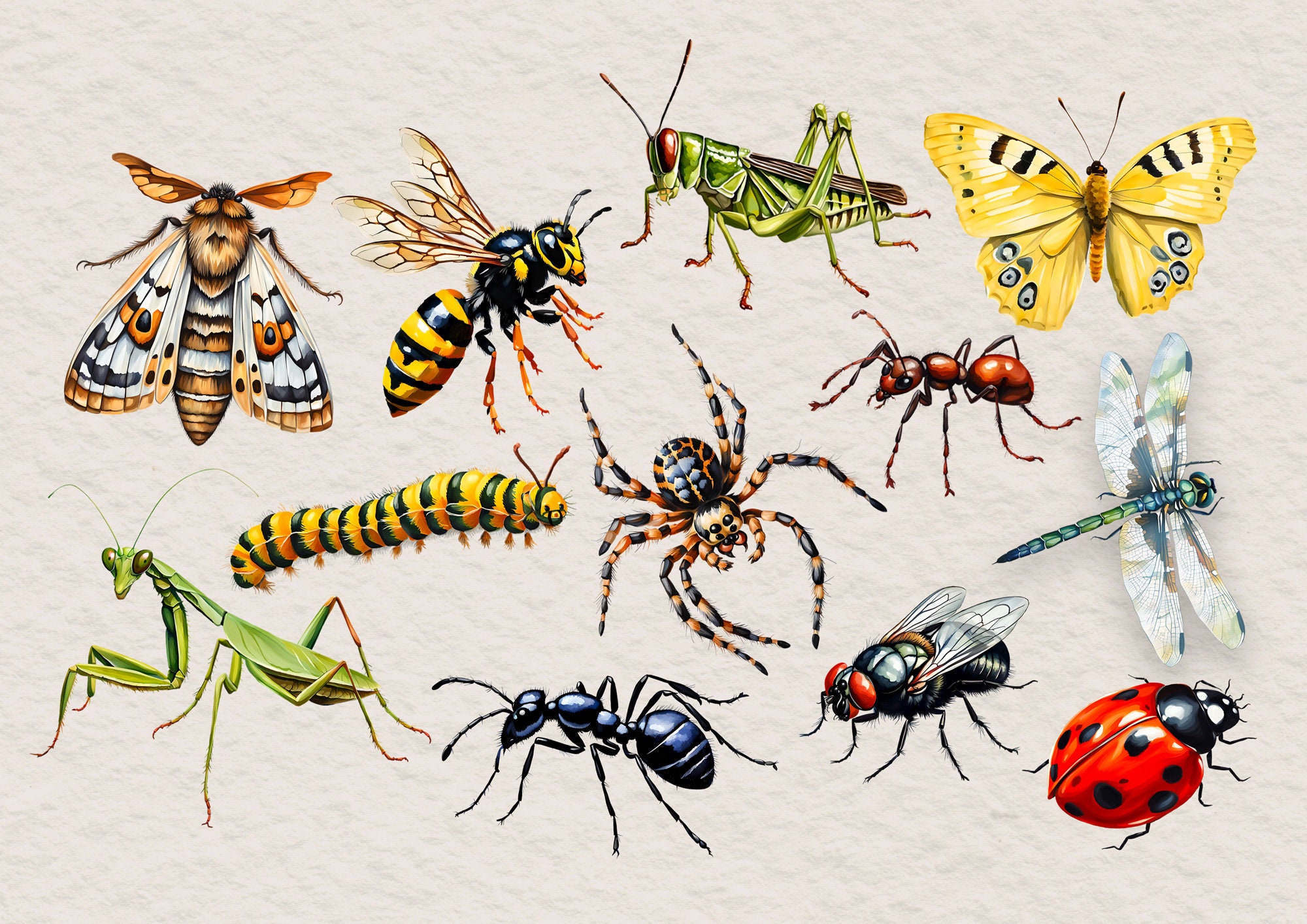 Insects Clipart Realistic Bugs Illustration Design 12 Painted PNG ...