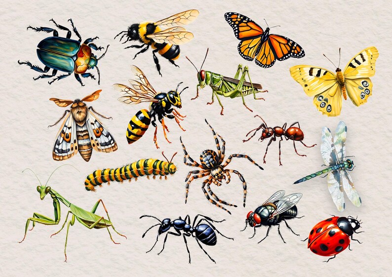 Insects Clipart | Realistic Bugs Illustration Design | Watercolor PNG ...