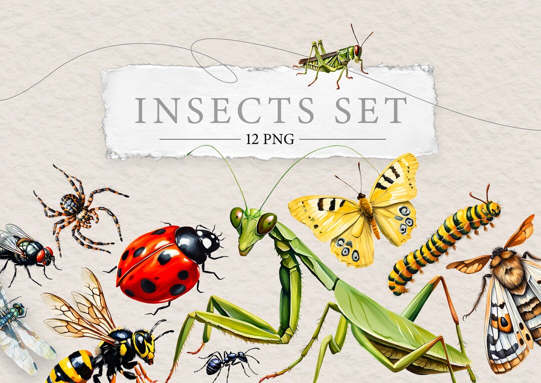 Insects Clipart | Realistic Bugs Illustration Design | 12 Painted PNG ...