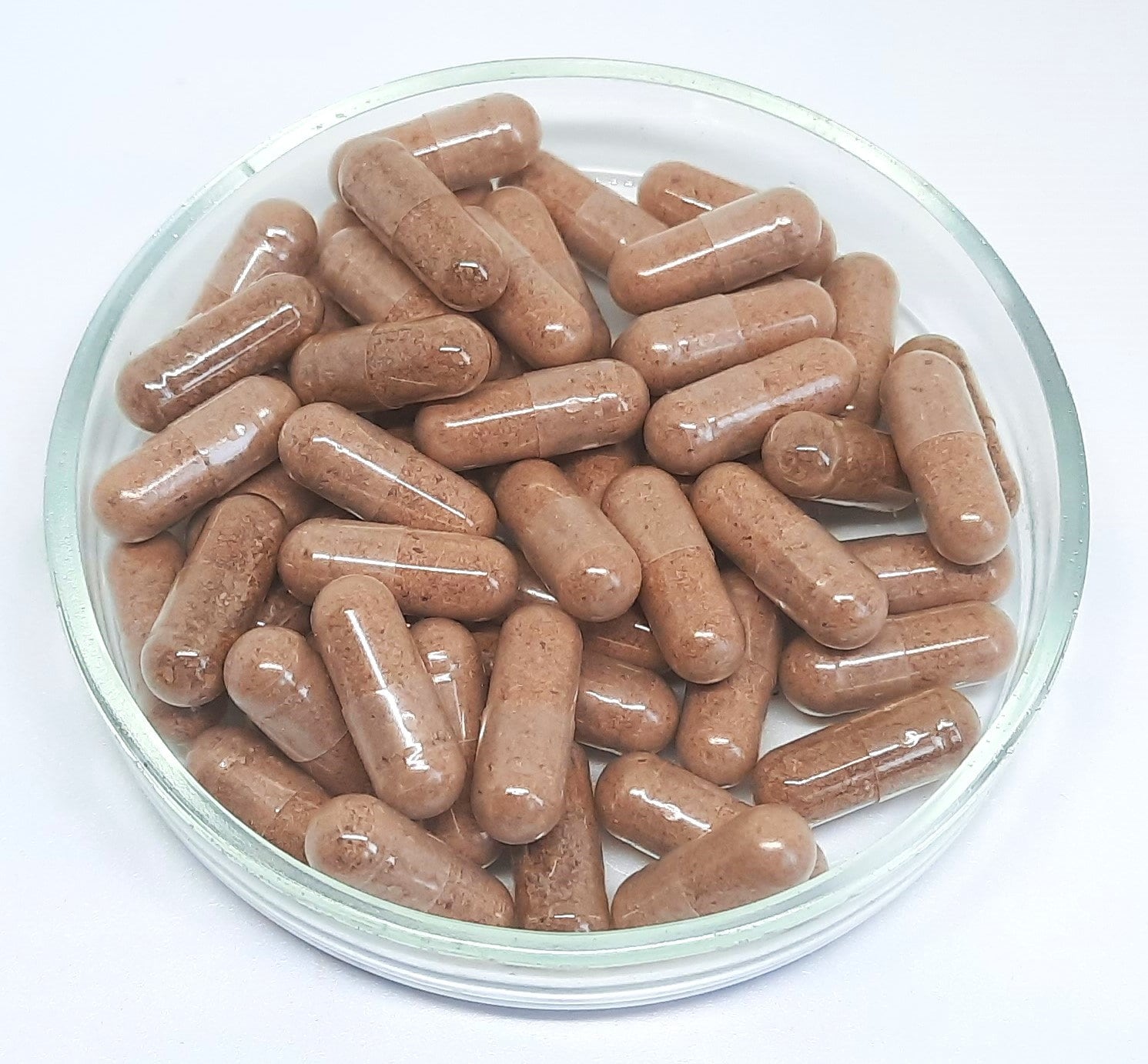 Agarikon Mushroom 500mg Capsules / Agarikon Capsules - Etsy