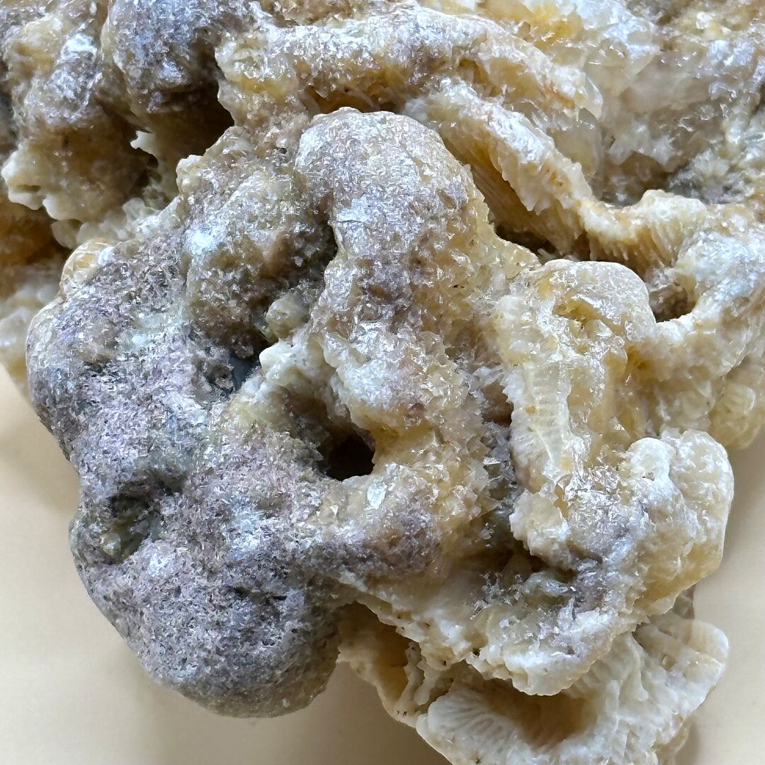 Super Rare Find Pink Hue Calcite Coral Fossil Specimen With Tube Worm ...