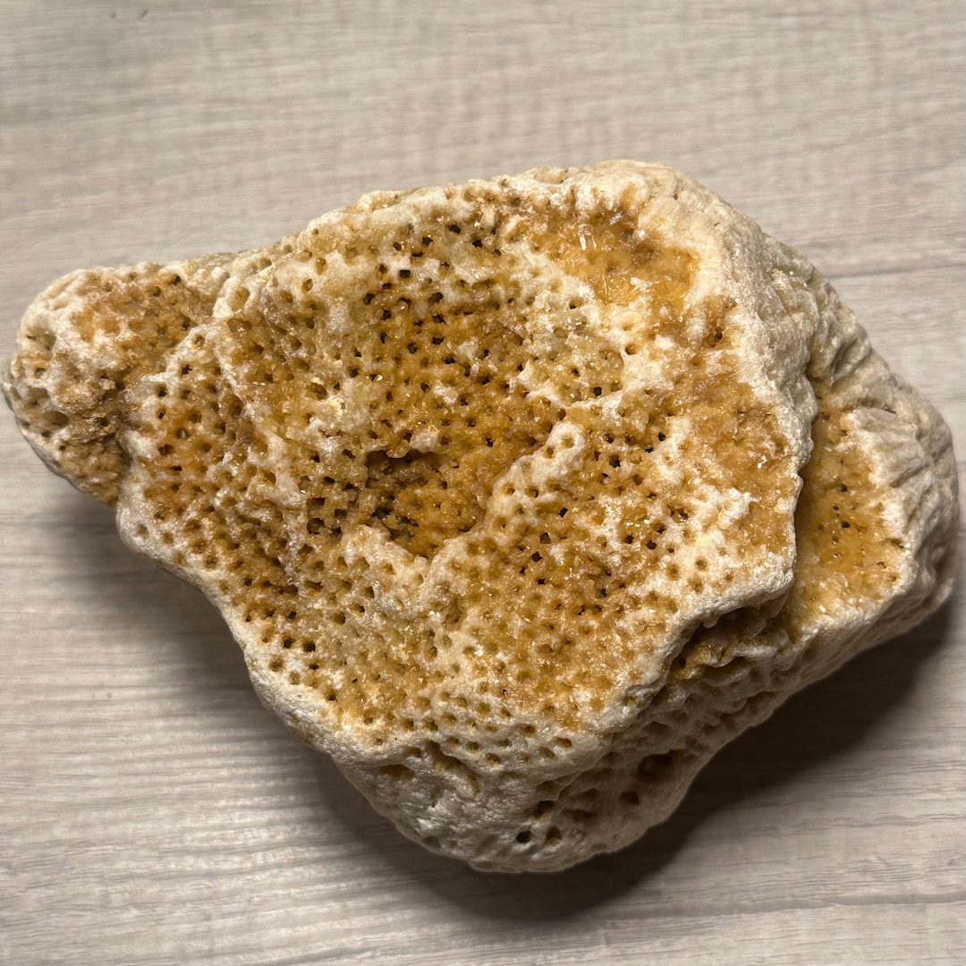 Large Calcite Honeycomb Brain Coral Beautiful Piece - Etsy