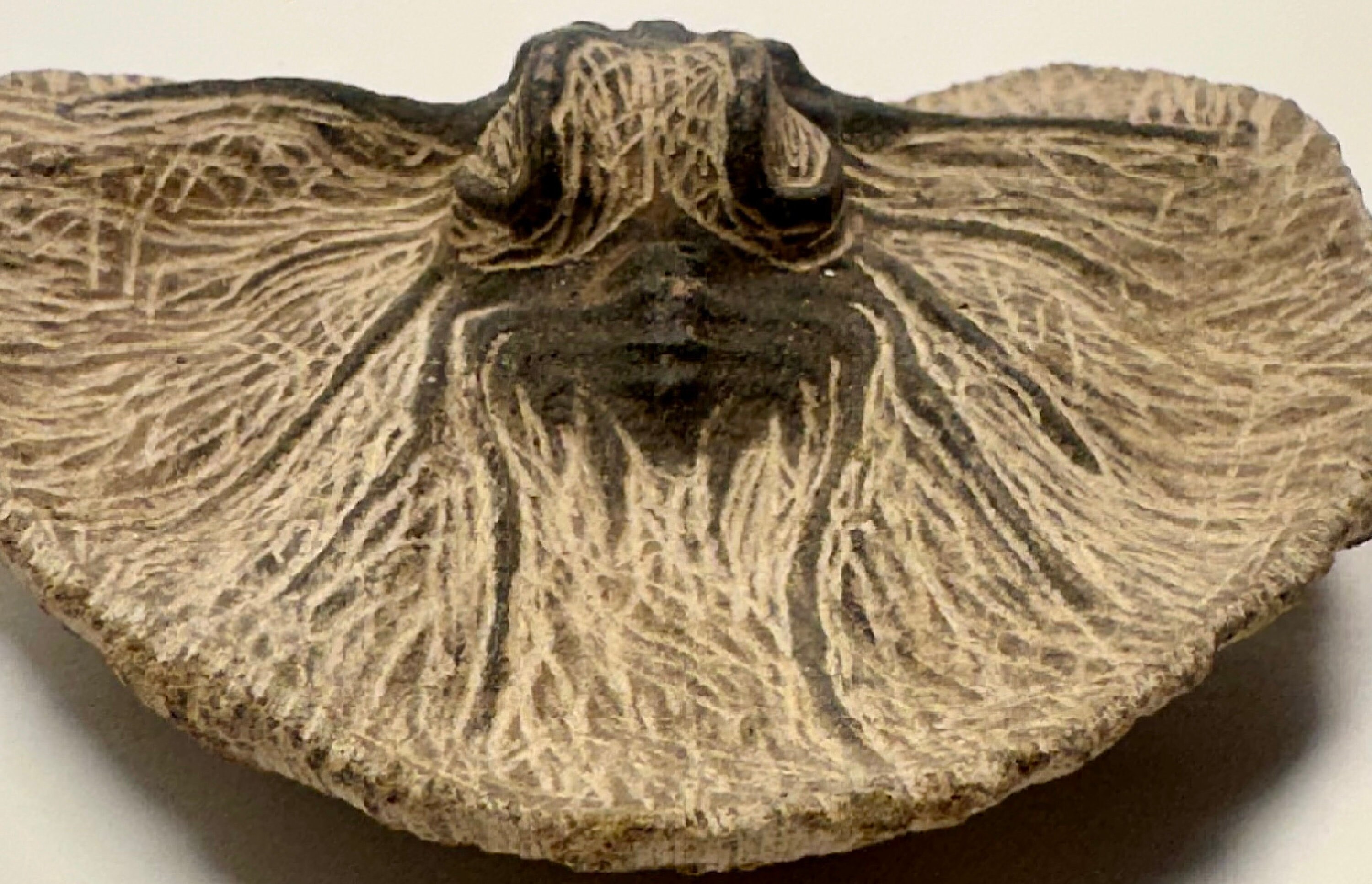 DICRANURUS Monstrosus Moroccan TRILOBITE Full Cast Copy on the ...