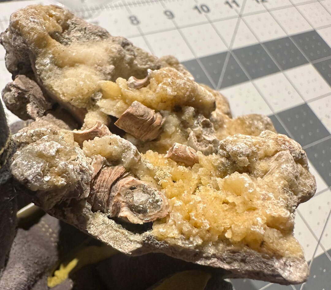 Multiple Calcite Crinoid-like Structures Wrapped in and Around Orange ...