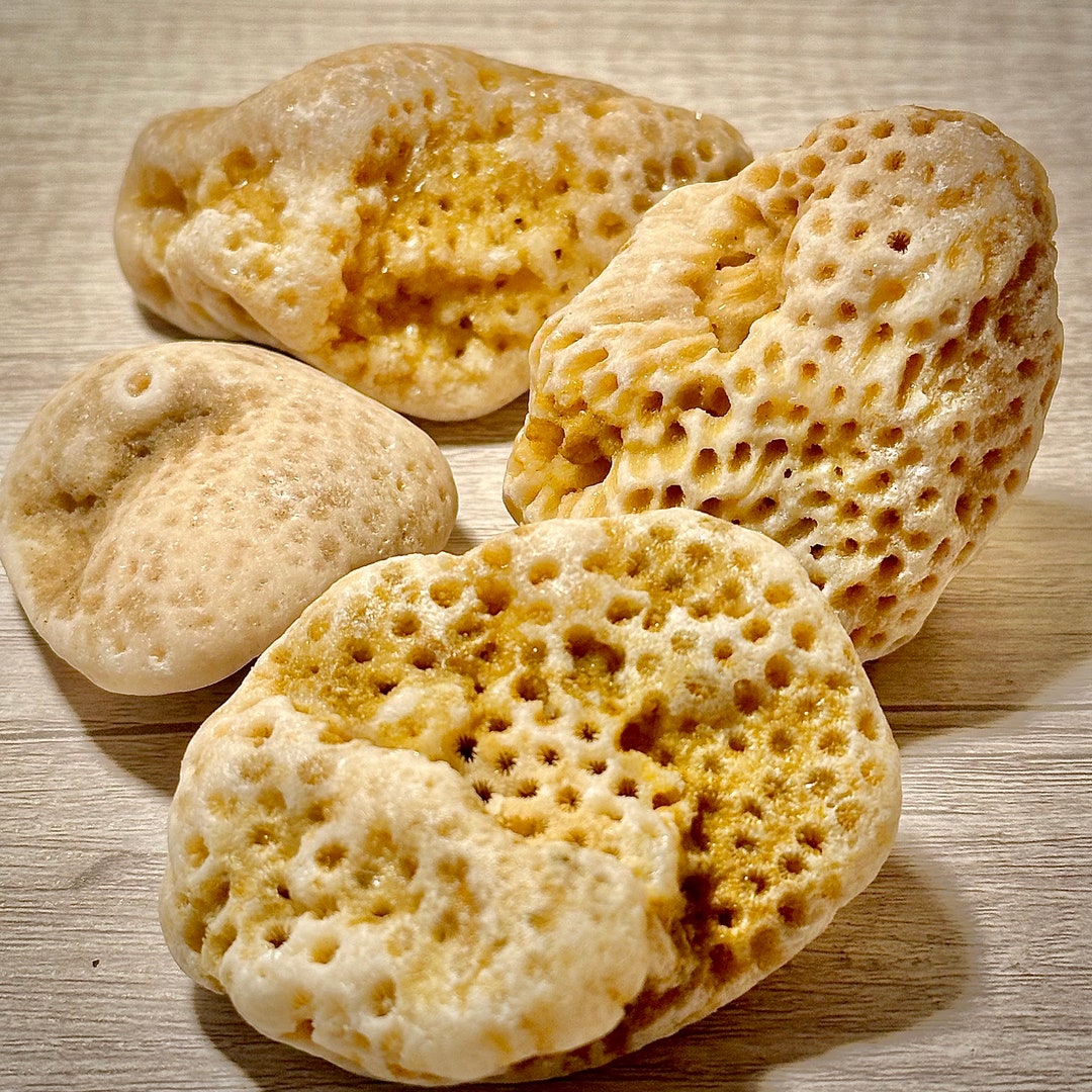 Calcite Honeycomb Brain Coral Pieces - Etsy