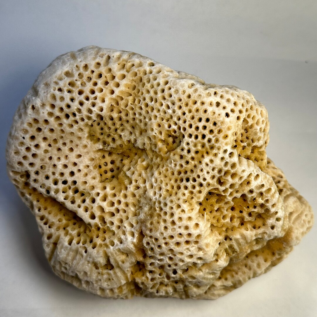 Large Size Beautiful Calcite Honeycomb Brain Coral - Etsy