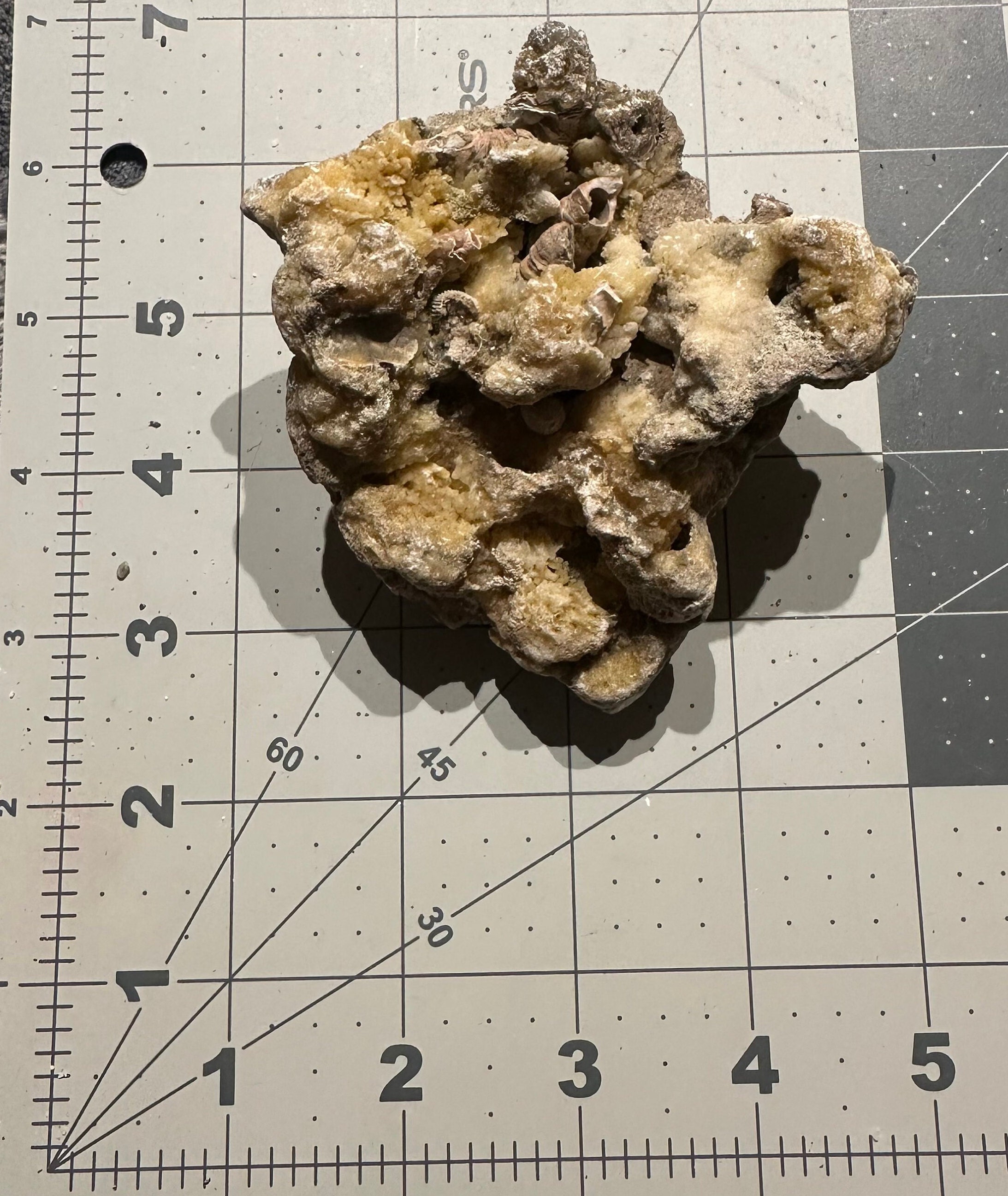 Multiple Calcite Crinoid-like Structures Wrapped in and Around Orange ...