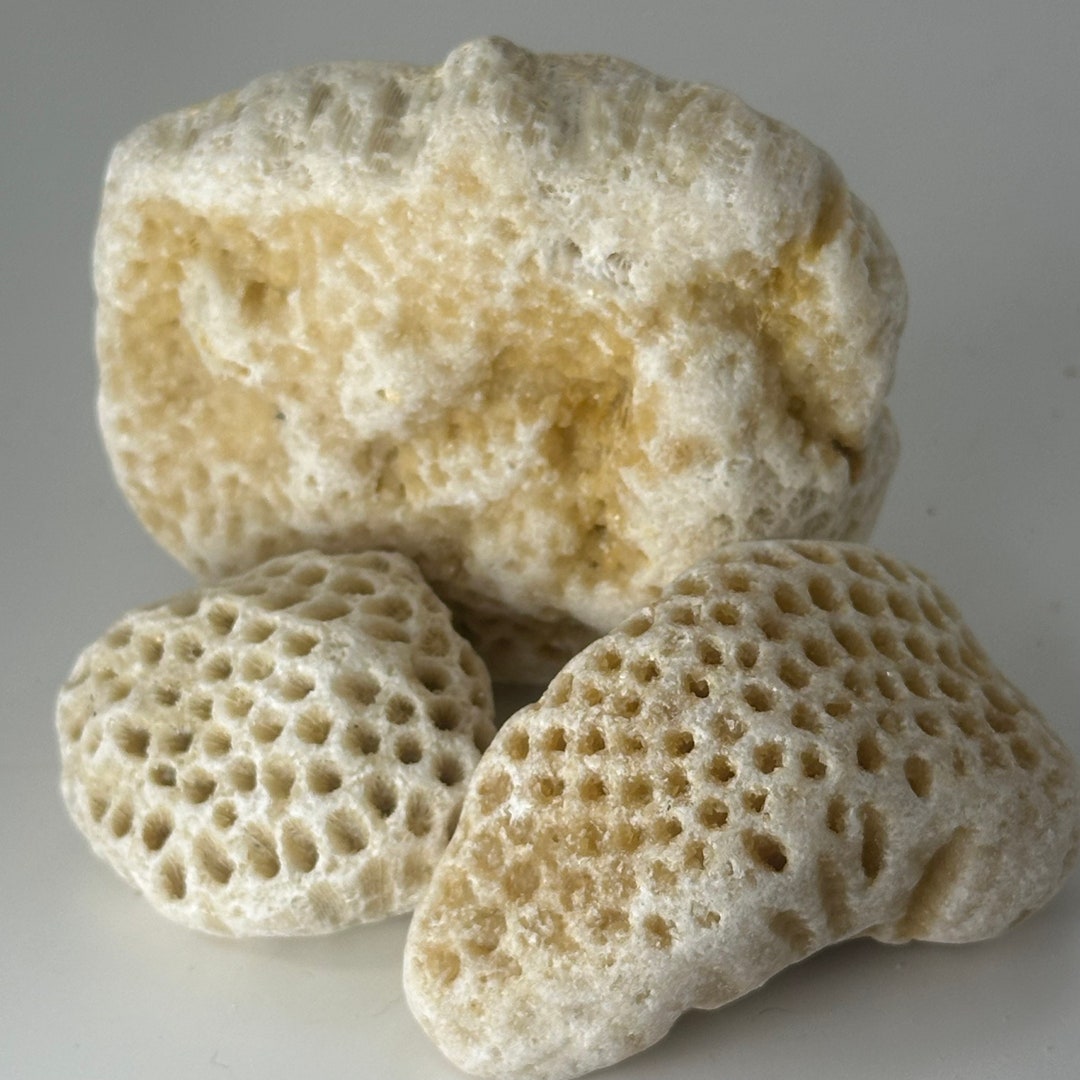Calcite Honeycomb Brain Coral Lot of 3 - Etsy
