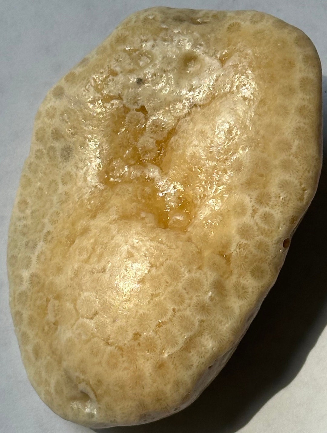 Calcite Brain Coral Specimen Nice Ocean Polish - Etsy