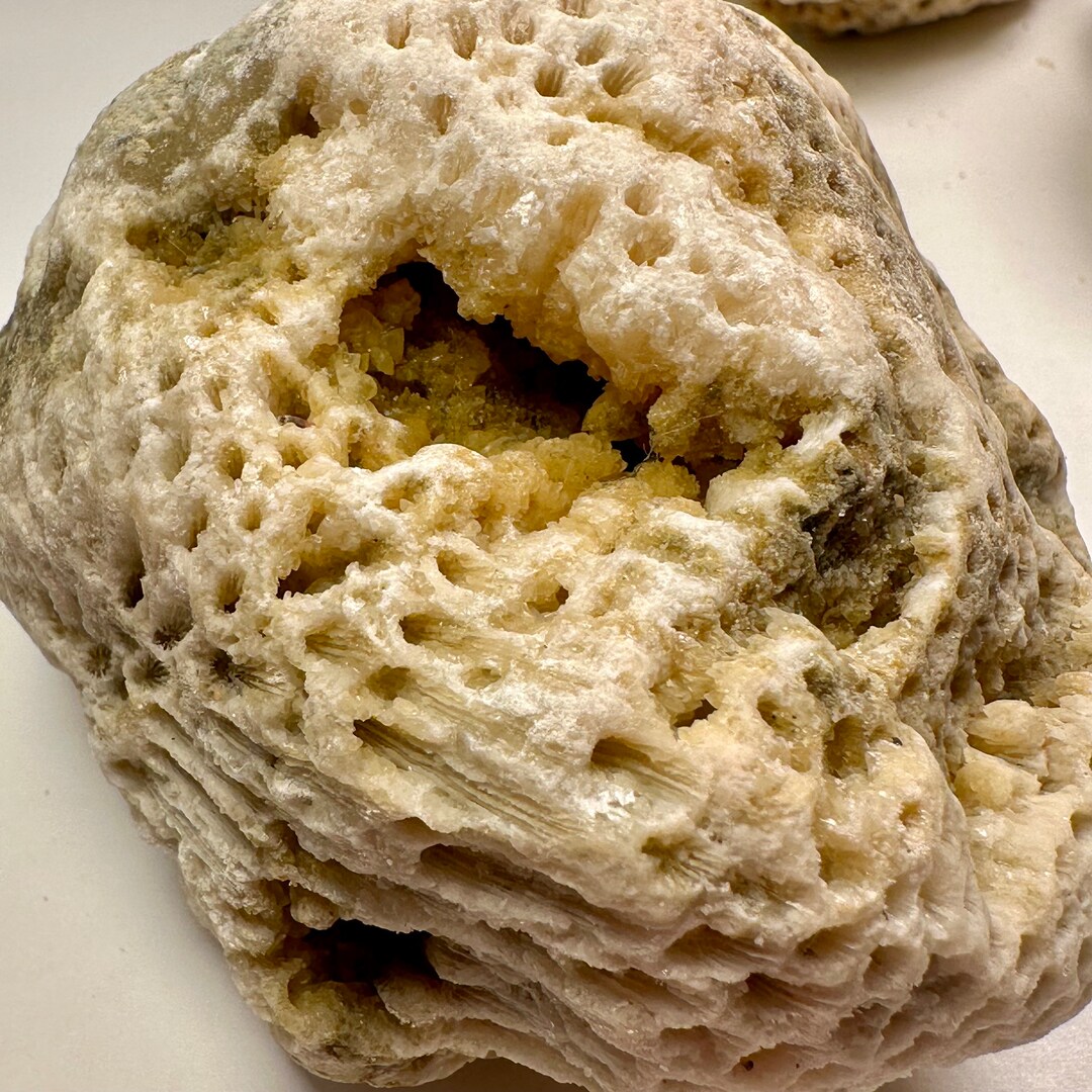 Precious Orange Calcite Brain Coral - Etsy