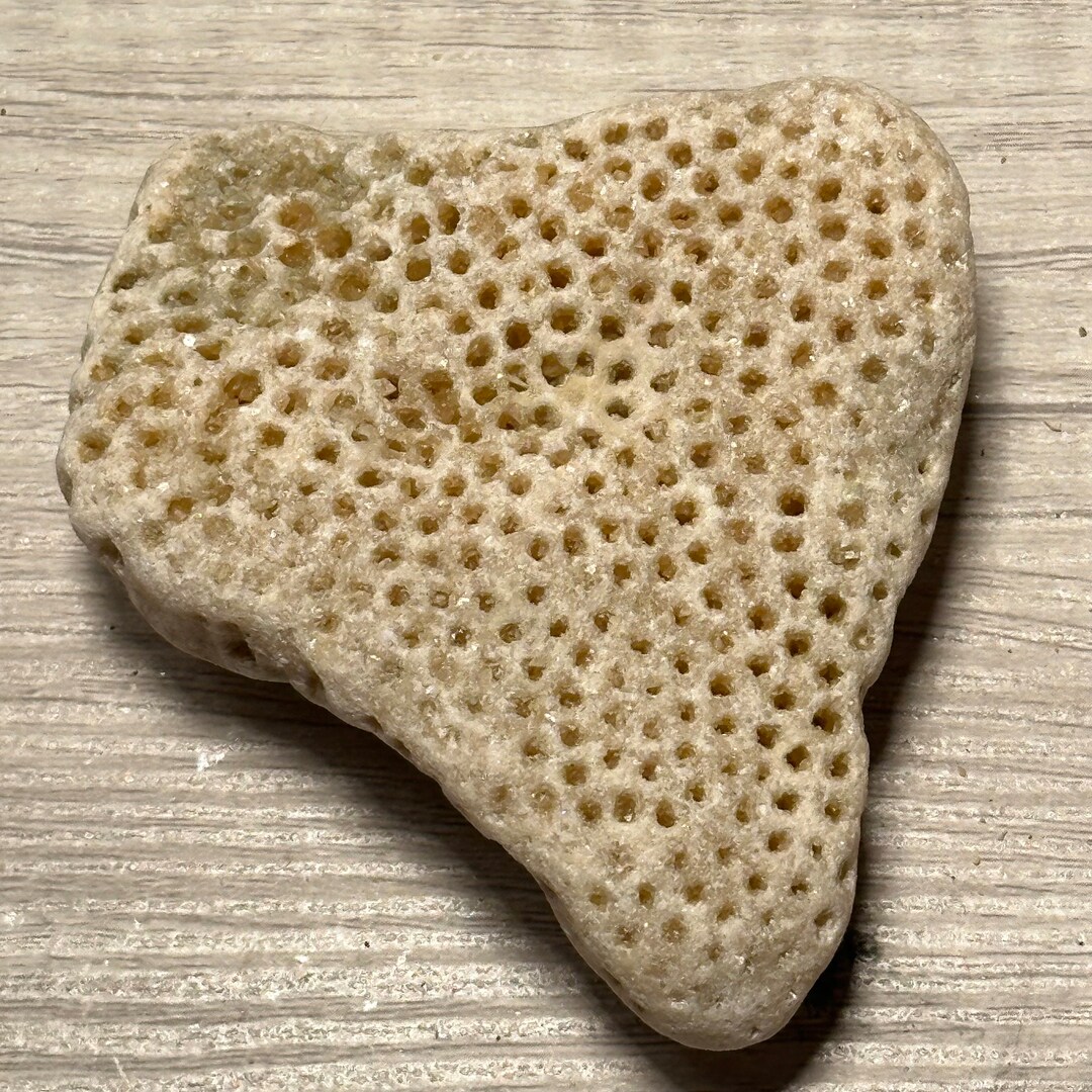 Calcite Honeycomb Brain Coral - Etsy
