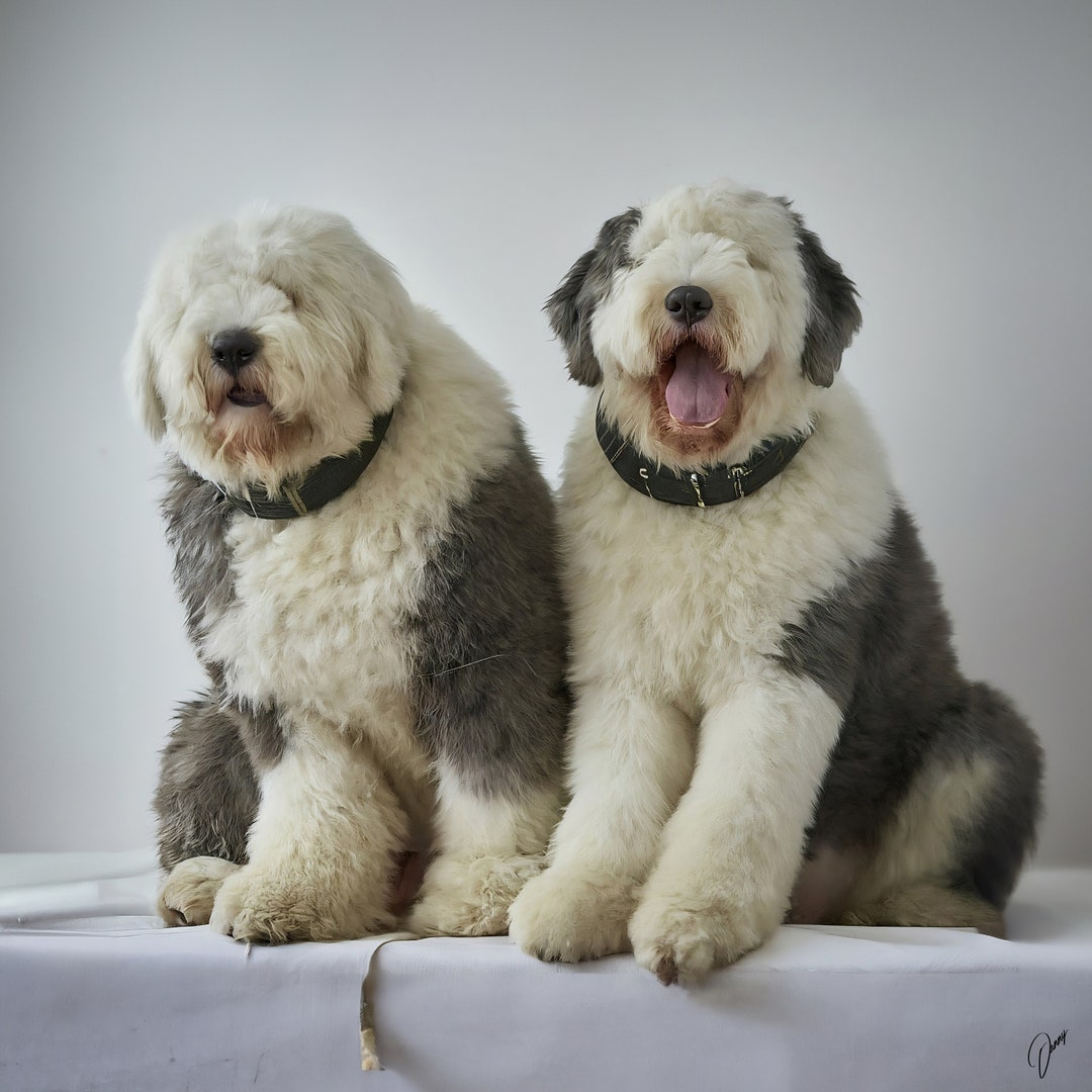 English Sheepdogs dulux Dogs - Etsy