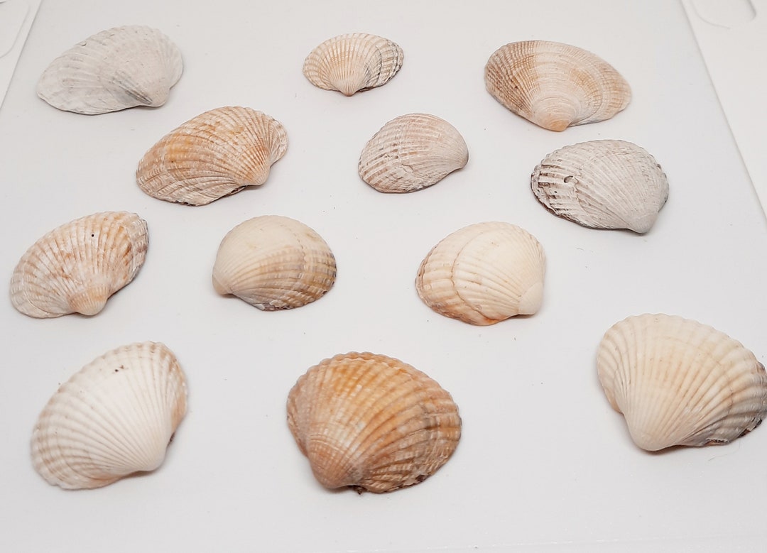 Cockle Shells Mixed Size and Colour Beach Craft Supplies Beach Finds ...
