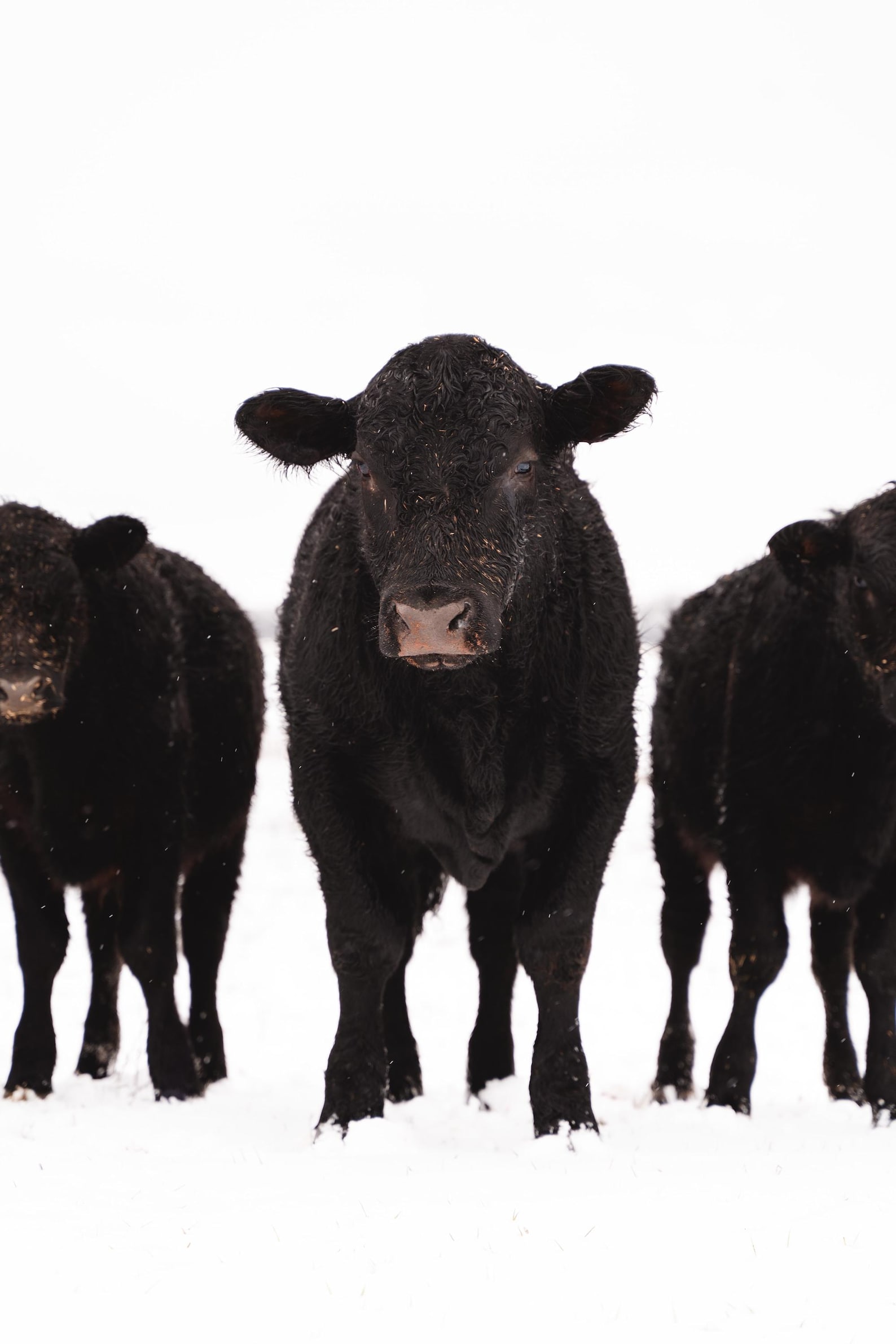 Snow Black Angus Steer Cattle Digital Print - Color & Black and White ...