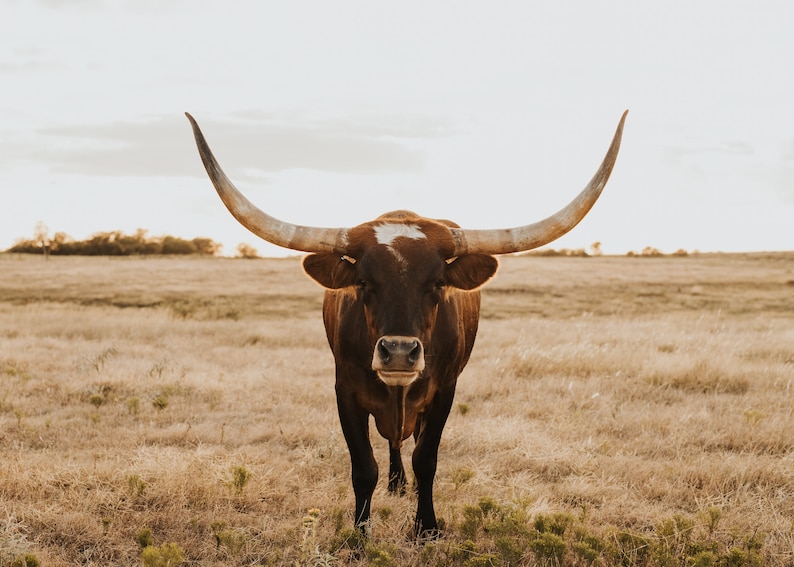 Texas Longhorn Cow Digital Print - Sage - Color & Black and White - Etsy