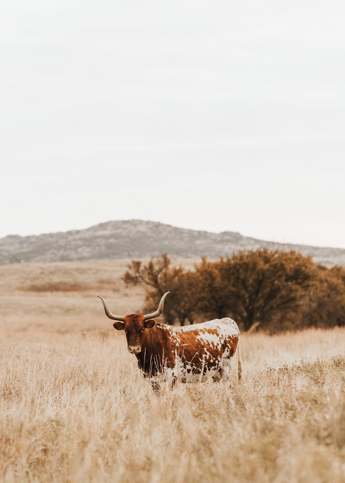 Texas Longhorn Cow Digital Print - Jolene - Color & Black and White - Etsy