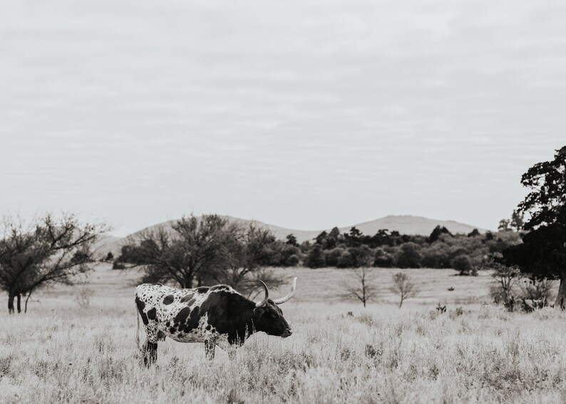 Texas Longhorn Cow Digital Print - Rex - Color & Black and White - Etsy